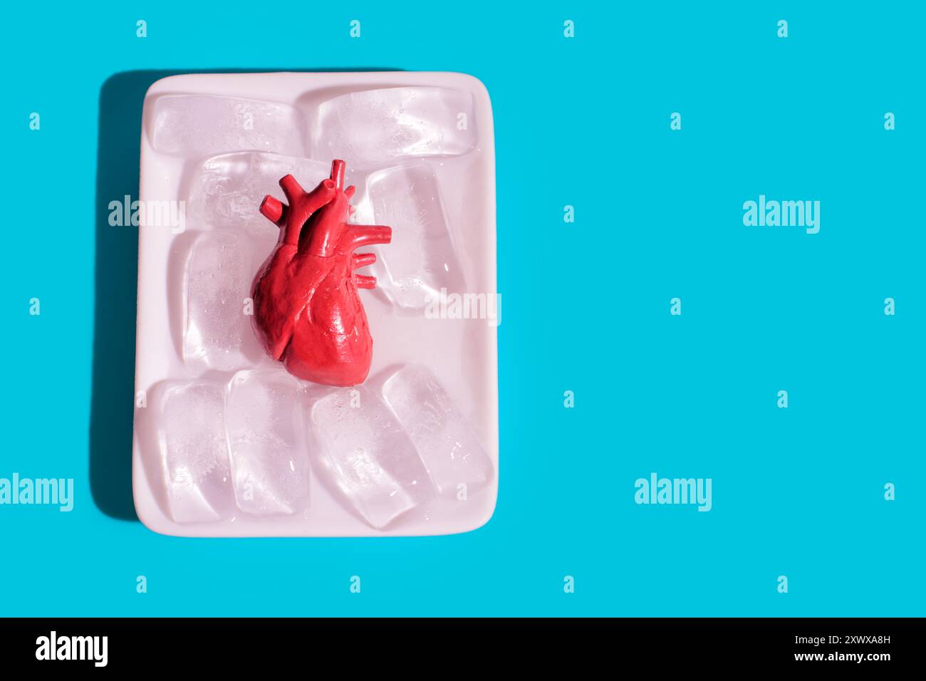 Top view of human heart model placed on ice cubes in white tray. Blue ...