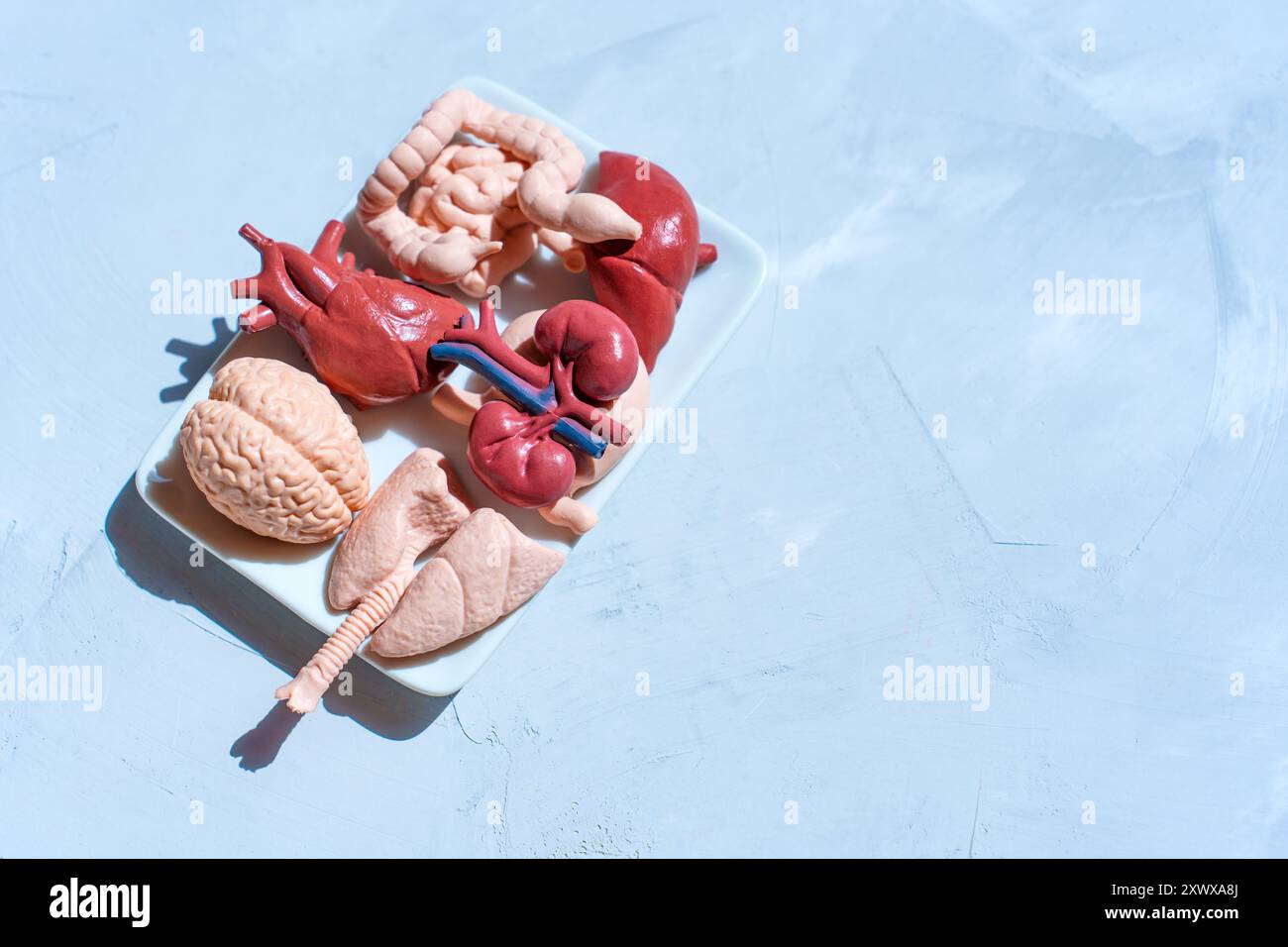 Collection of human organ models on white plate, suitable for ...