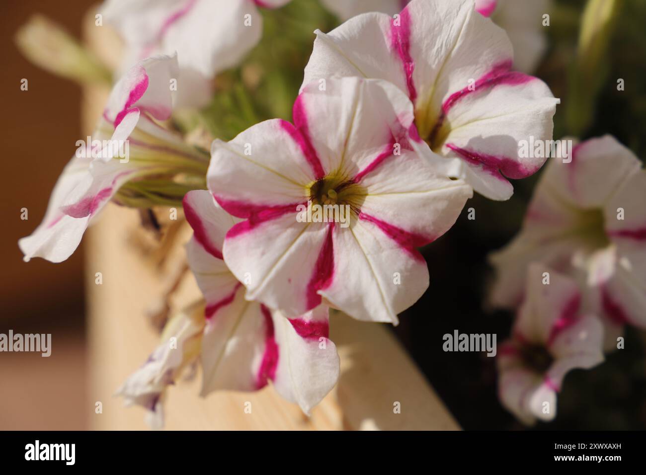 Petunia flowers are cultivated in many different colors Stock Photo - Alamy