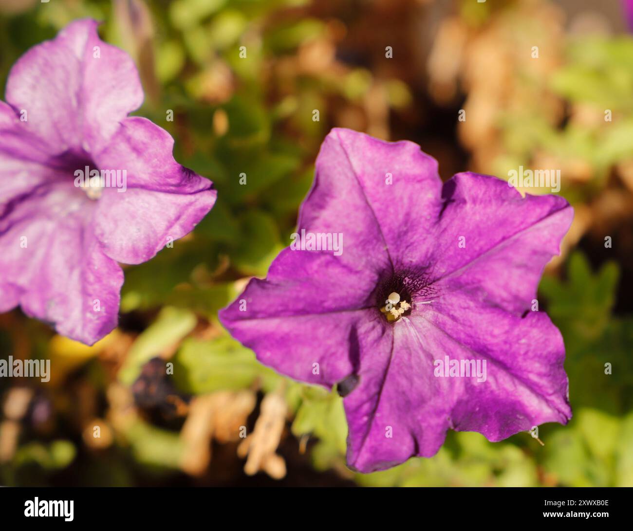 Petunia flowers are cultivated in many different colors Stock Photo - Alamy
