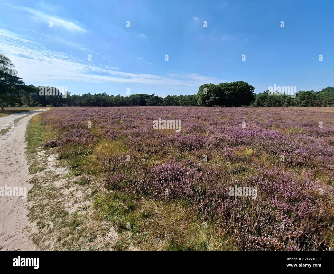 Purple flowers of heather in bloom on the Veluwe at Wezep, the ...
