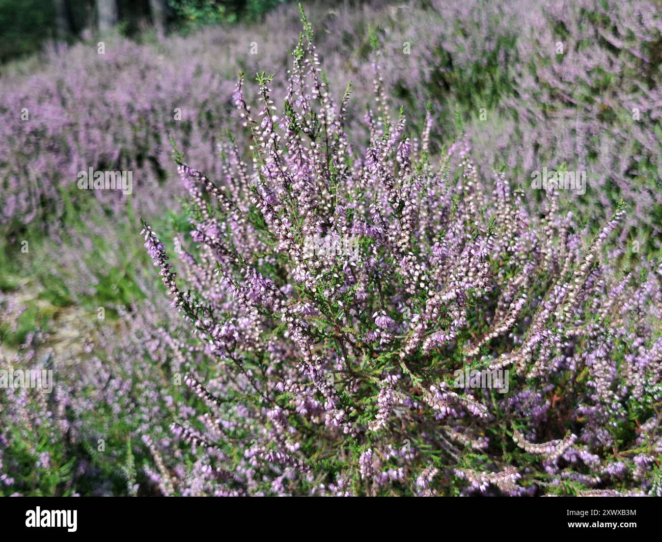 Purple flowers of heather in bloom on the Veluwe at Wezep, the ...