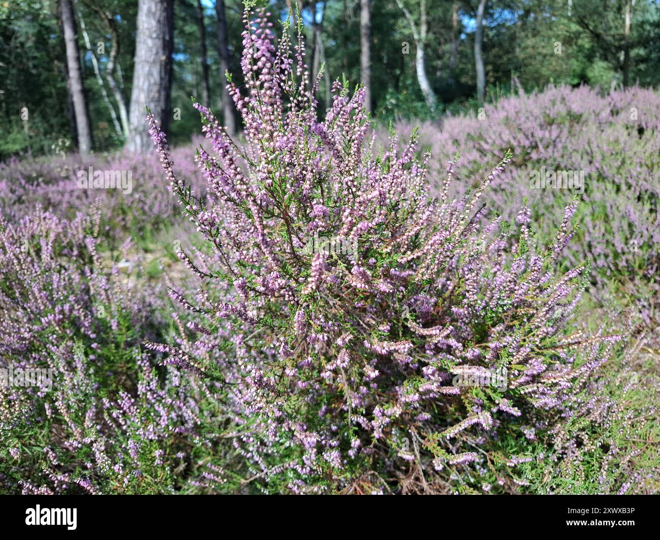 Purple flowers of heather in bloom on the Veluwe at Wezep, the ...