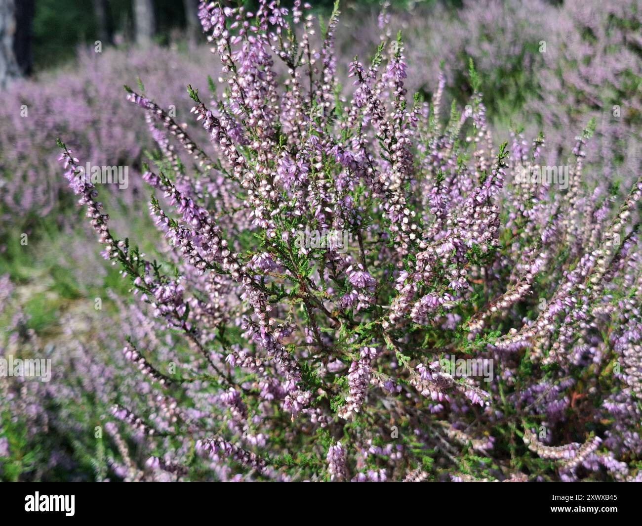 Purple flowers of heather in bloom on the Veluwe at Wezep, the ...