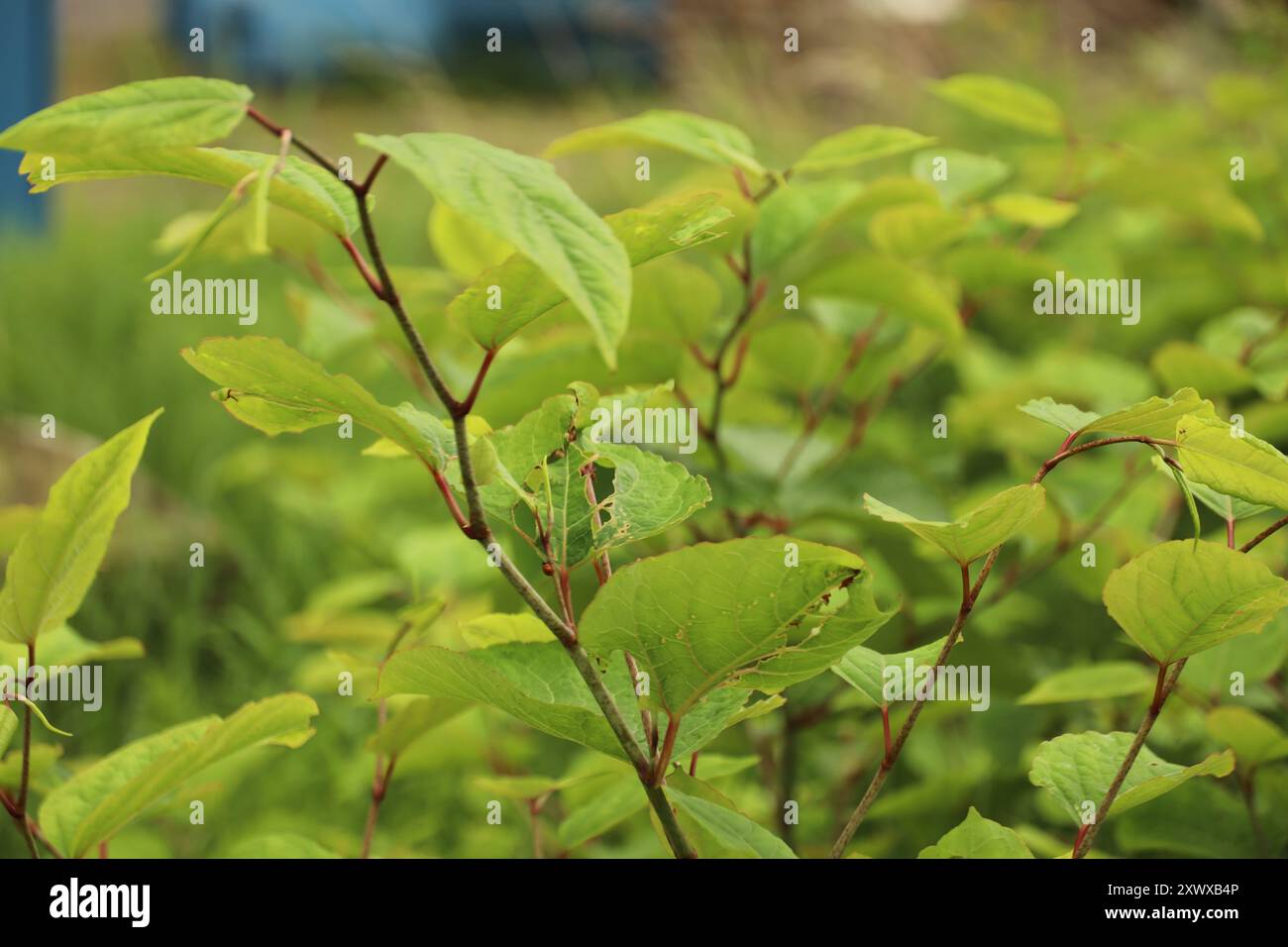 Leaves of Japanese knotweed as an invasive exotic species in Utrecht ...