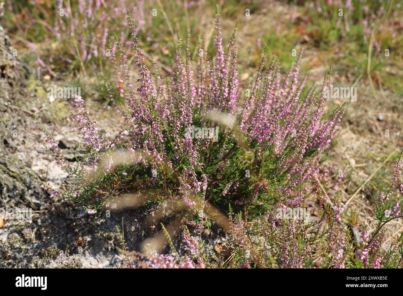 Purple flowers of heather in bloom on the Veluwe at Wezep, the ...