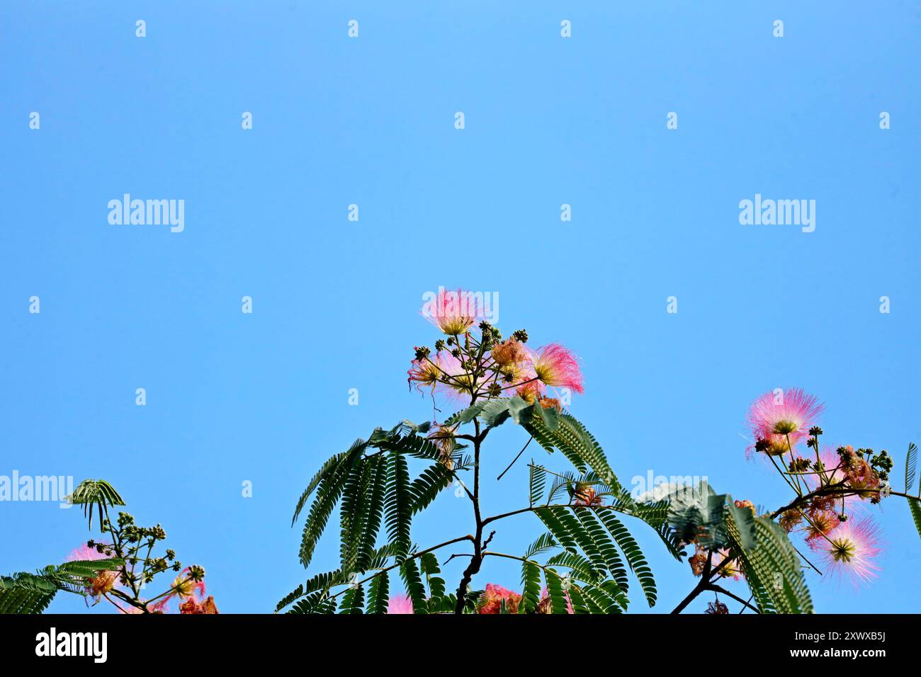 Albizia julibrissin, the Persian silk tree, pink silk tree, or mimosa ...