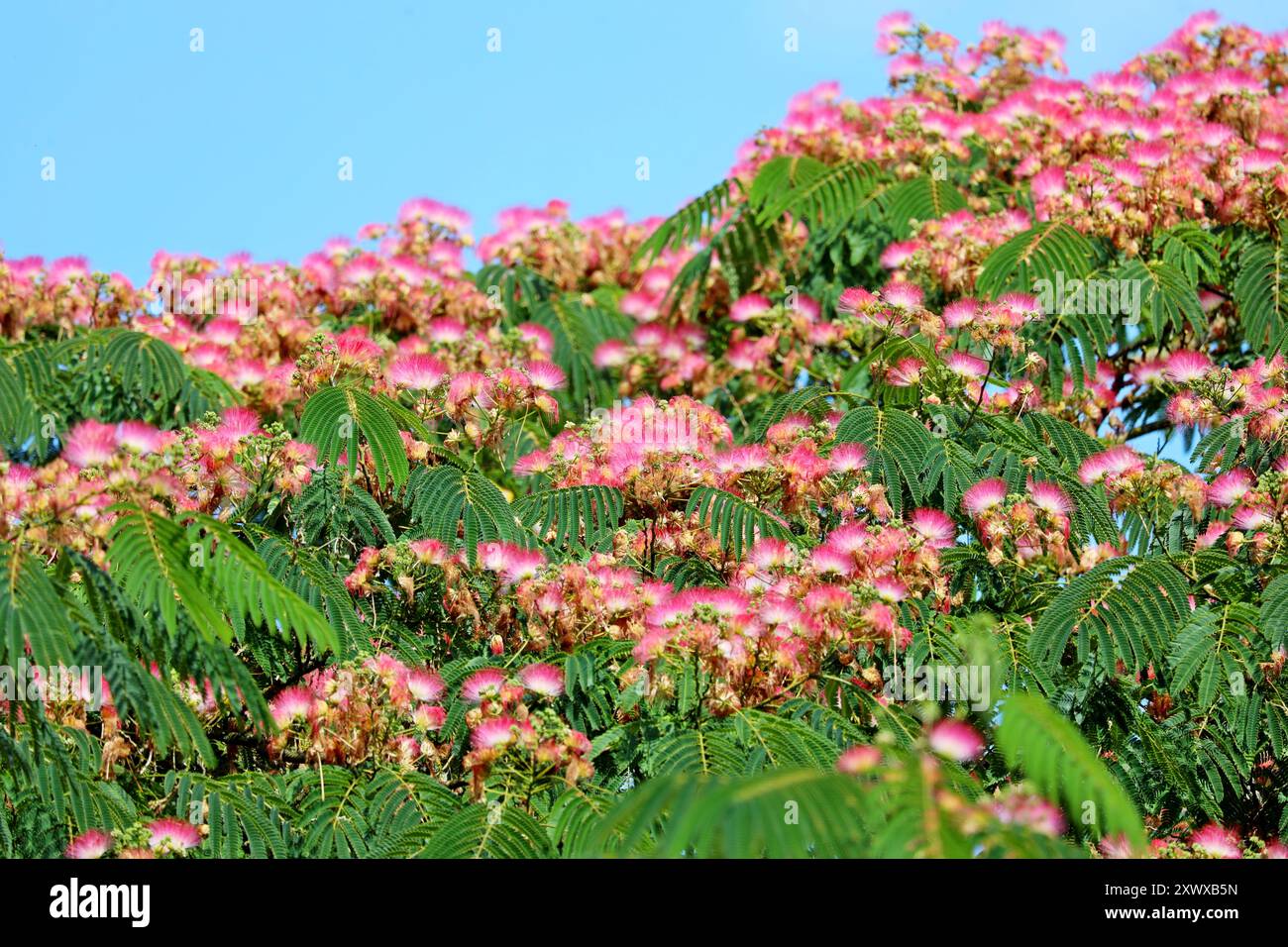 Albizia Julibrissin The Persian Silk Tree Pink Silk Tree Or Mimosa