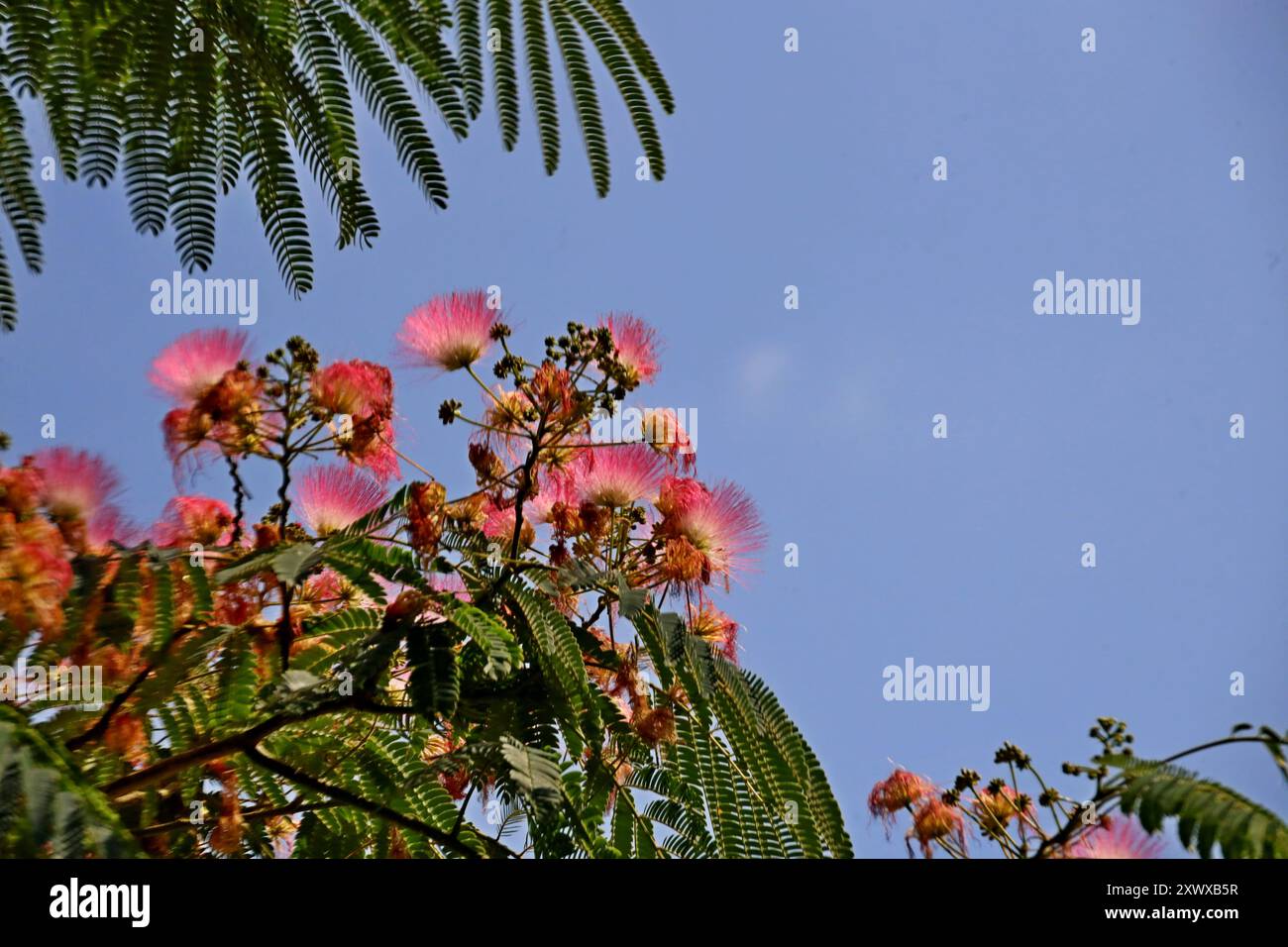 Albizia julibrissin, the Persian silk tree, pink silk tree, or mimosa ...