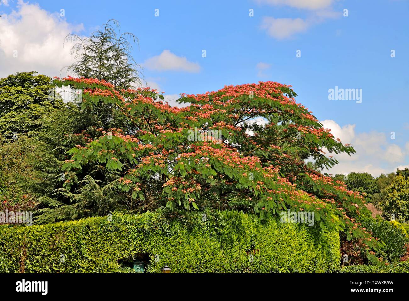 Albizia julibrissin, the Persian silk tree, pink silk tree, or mimosa ...