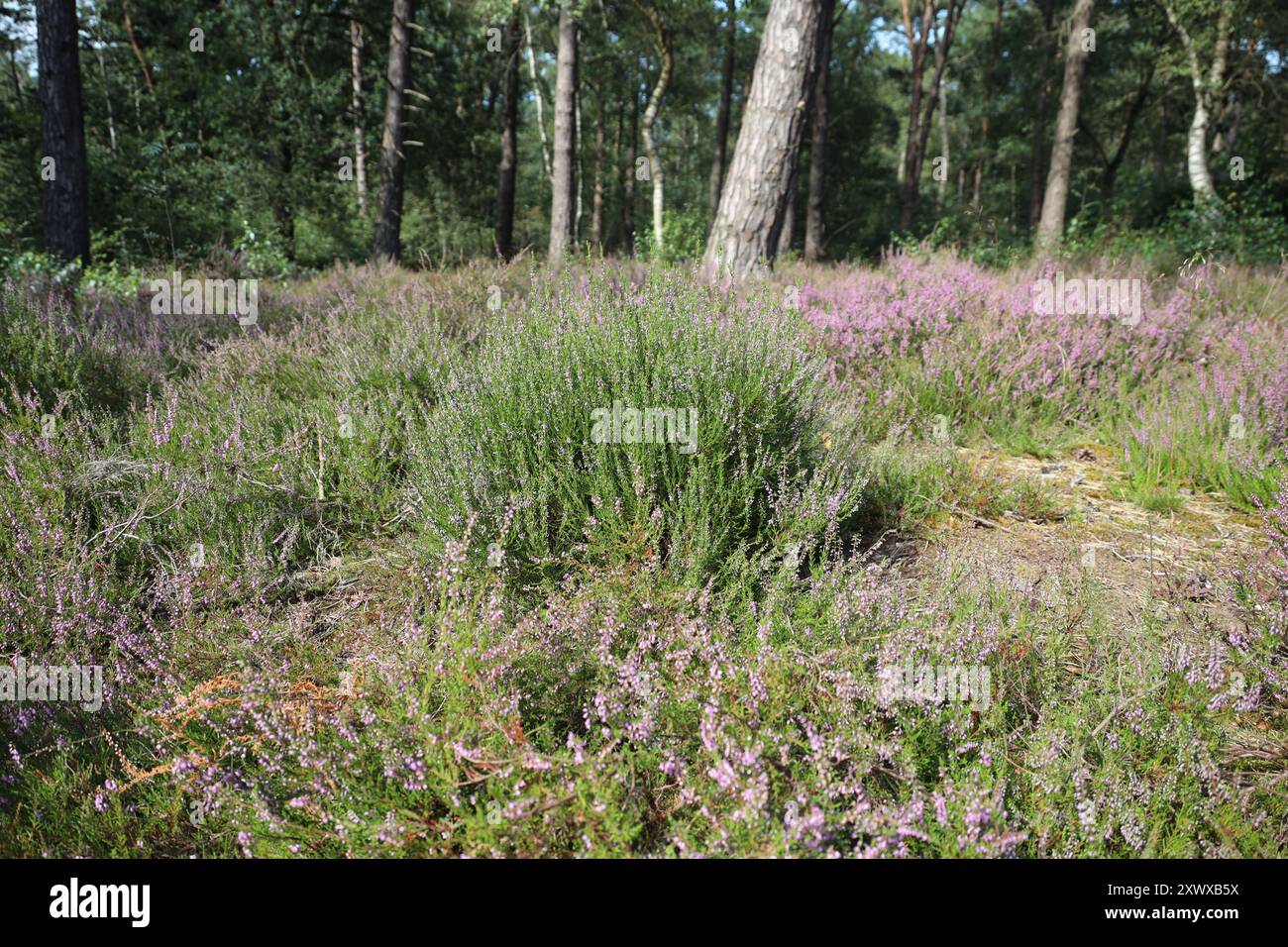 Purple flowers of heather in bloom on the Veluwe at Wezep, the ...