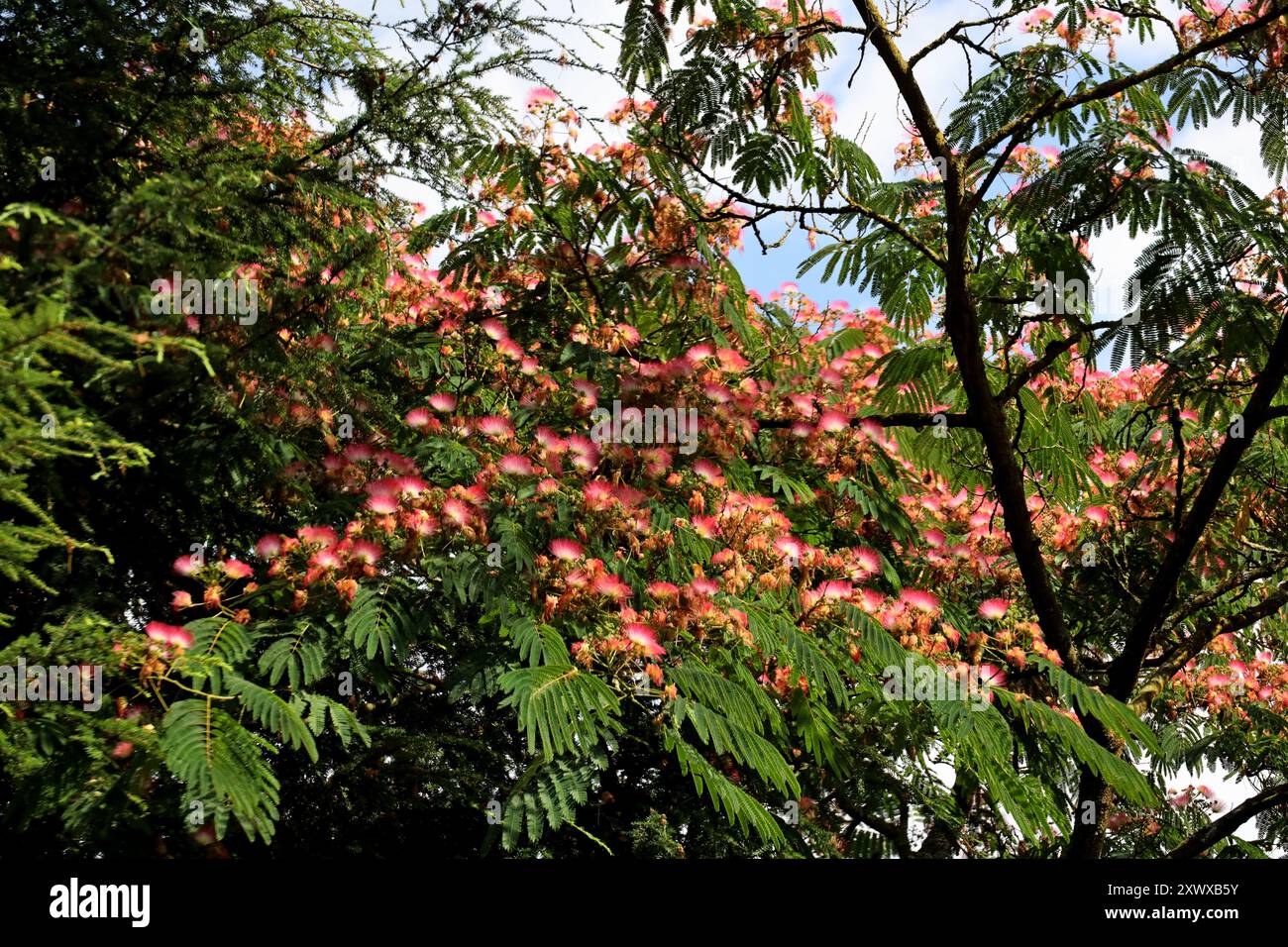 Albizia julibrissin, the Persian silk tree, pink silk tree, or mimosa ...