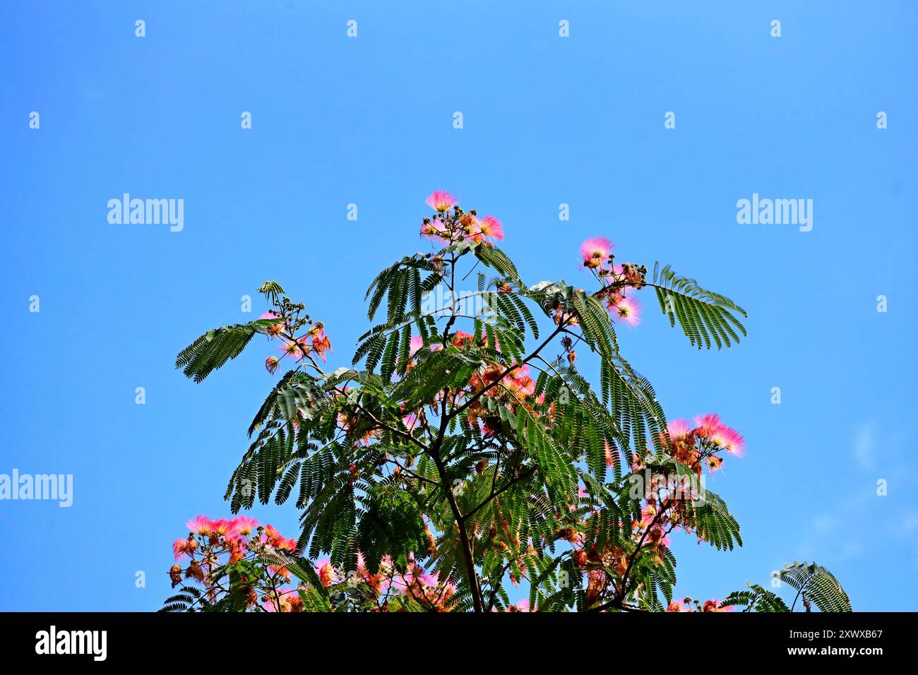 Albizia julibrissin, the Persian silk tree, pink silk tree, or mimosa ...
