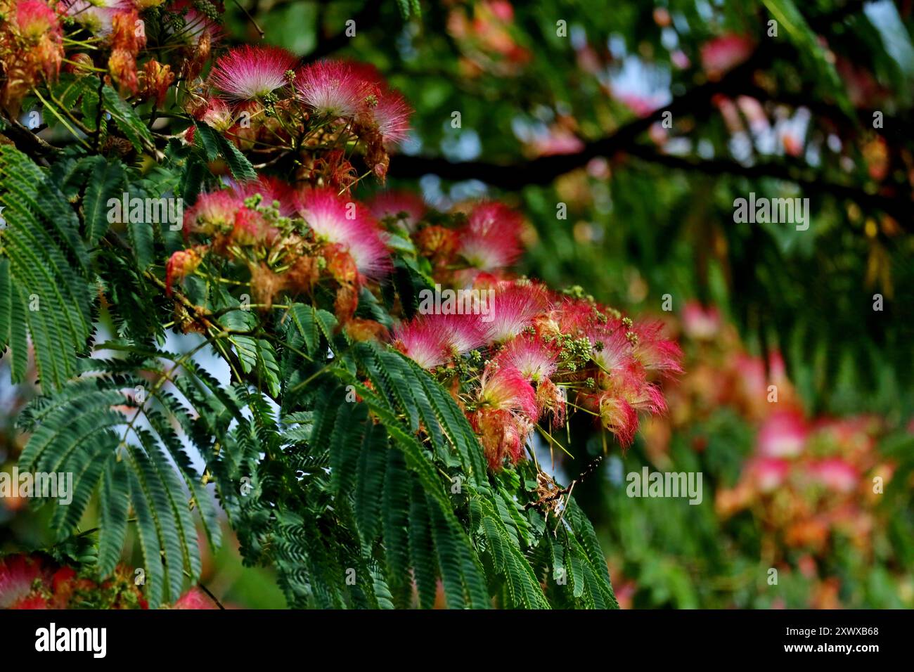 Albizia julibrissin, the Persian silk tree, pink silk tree, or mimosa ...