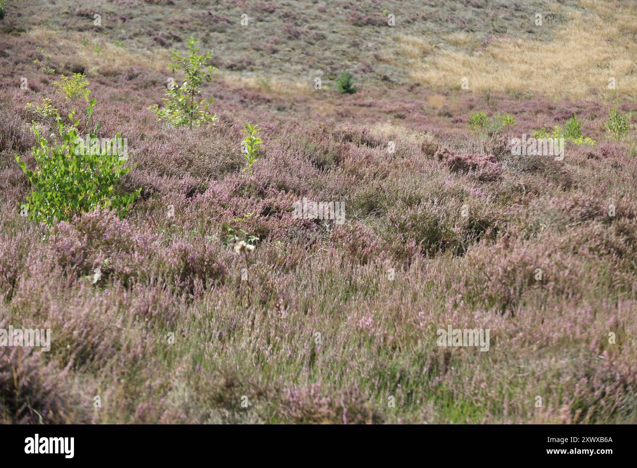 Purple flowers of heather in bloom on the Veluwe at Wezep, the ...