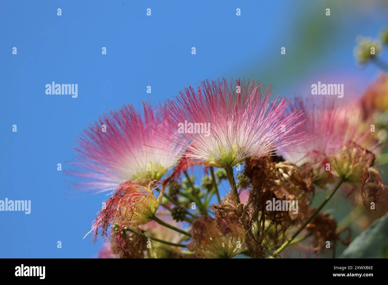 Albizia julibrissin, the Persian silk tree, pink silk tree, or mimosa ...