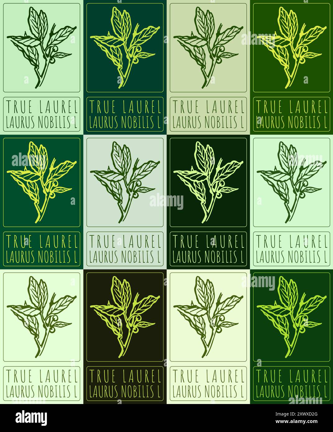 Set of vector drawing TRUE LAUREL in various colors. Hand drawn ...