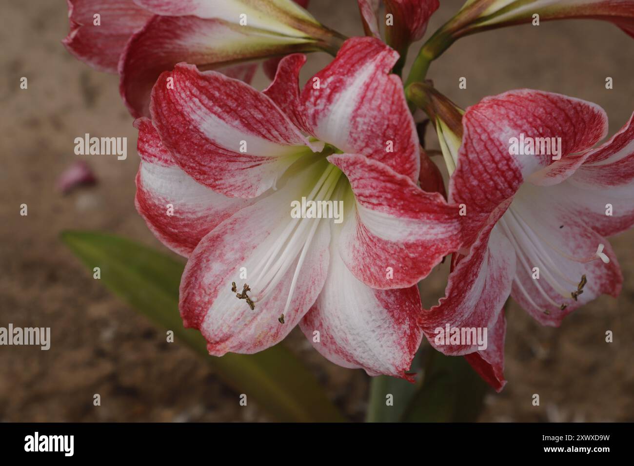 Beautiful amaryllis red white hi-res stock photography and images - Alamy
