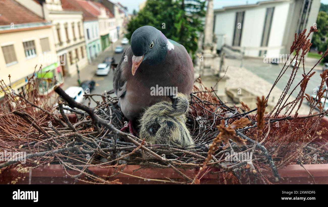 First the doves feed the pigeons with their beaks. Then the pigeon ...