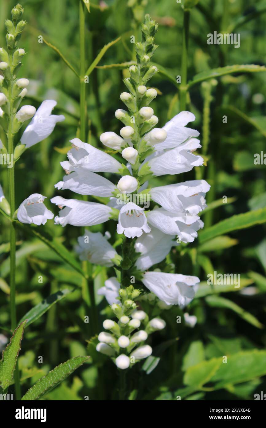 Obedient Plant (Physostegia virginiana 'Alba' Stock Photo - Alamy