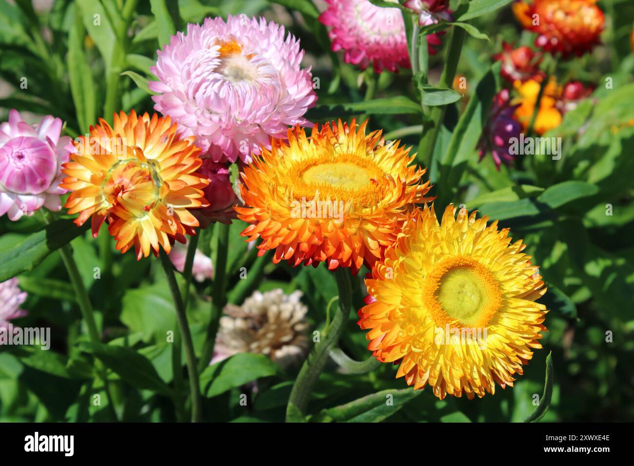 Strawflower (Helichrysum bracteatum Stock Photo - Alamy