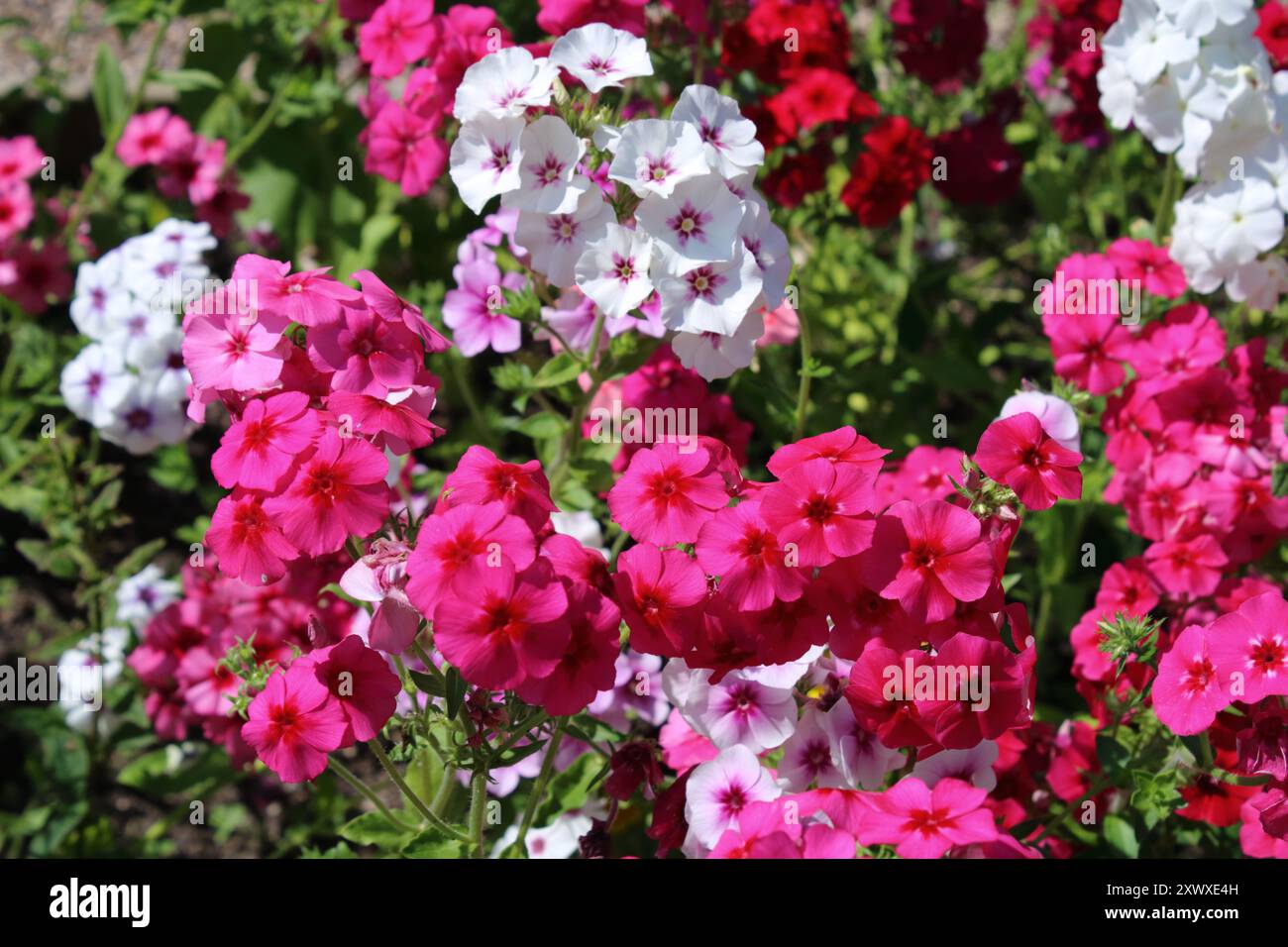 Annual Phlox (Phlox drummondii Stock Photo - Alamy