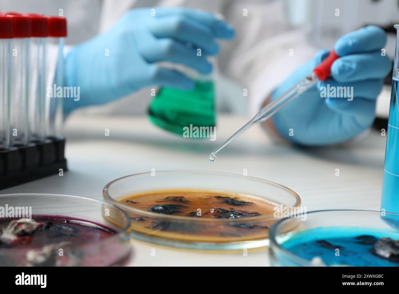 Laboratory worker dripping sample from pipette into petri dish at white ...