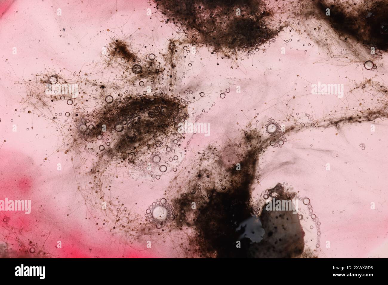 Sample of bacteria culture as background, macro view Stock Photo - Alamy
