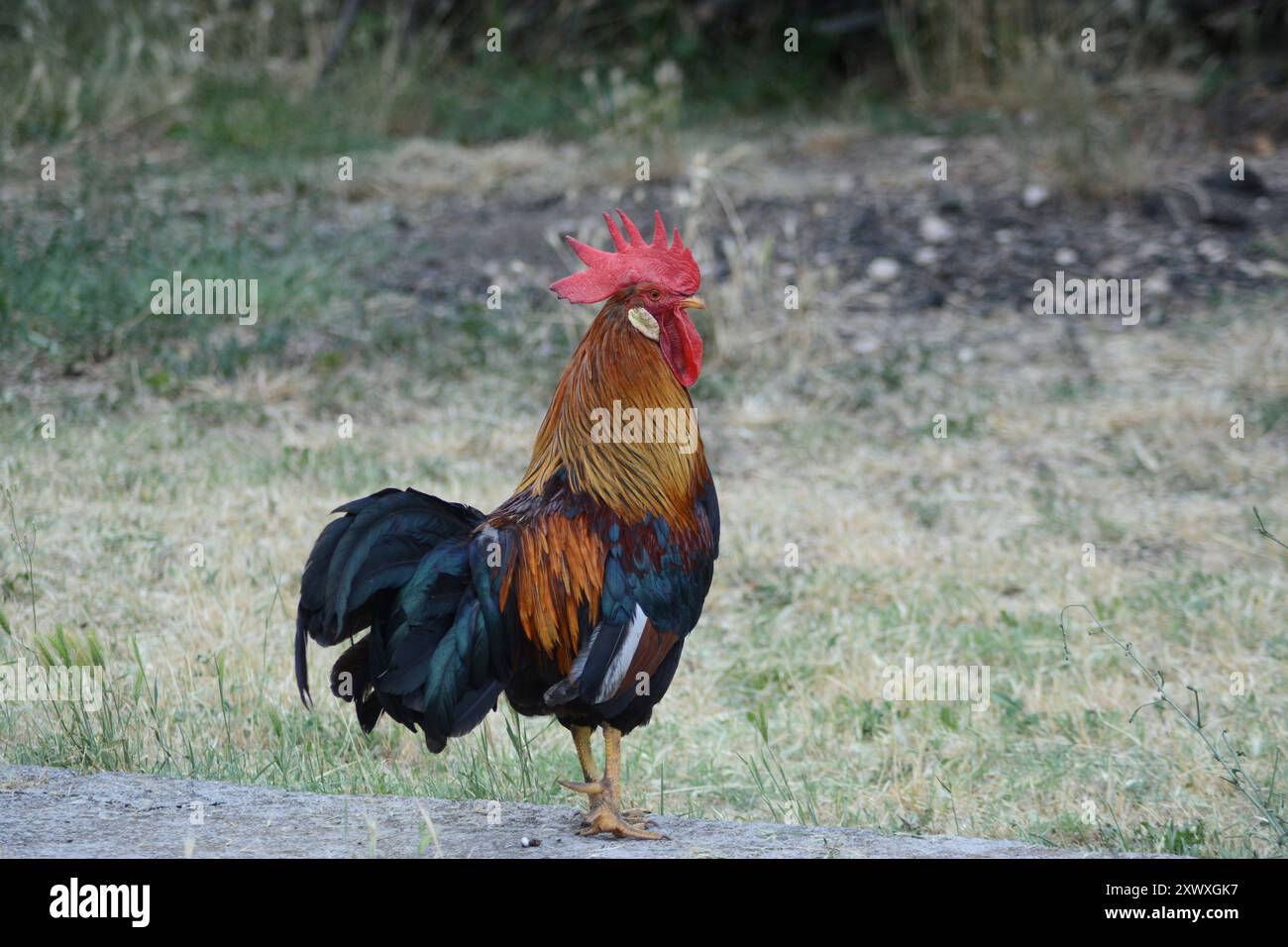 a proud red rooster walking in a farm yard Stock Photo - Alamy