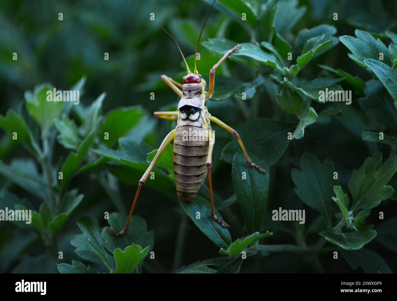 Dalmatian saddle bush cricket hi-res stock photography and images - Alamy