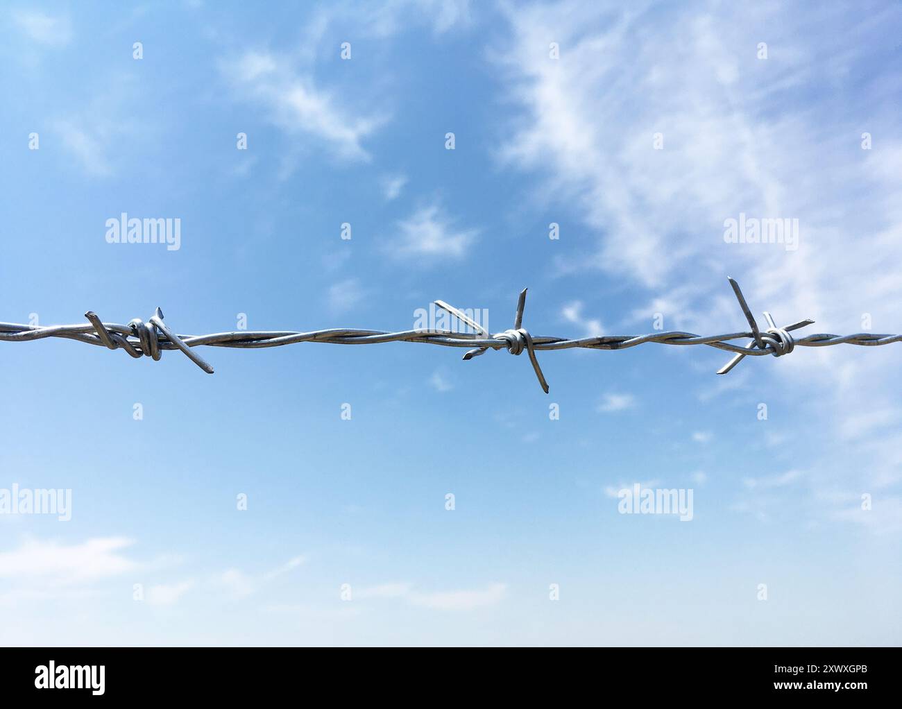 Animal behind barbed wire hi-res stock photography and images - Alamy