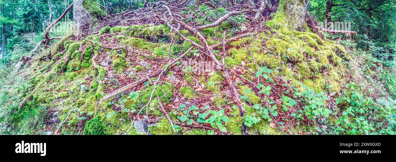 Panoramic image of an overgrown forest floor with roots and moss in ...