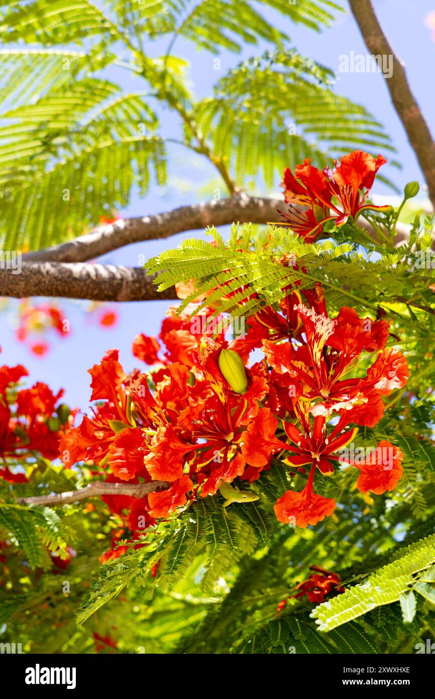 Blooming red flowers of Delonix regia (Flamboyant tree) Pride Park ...