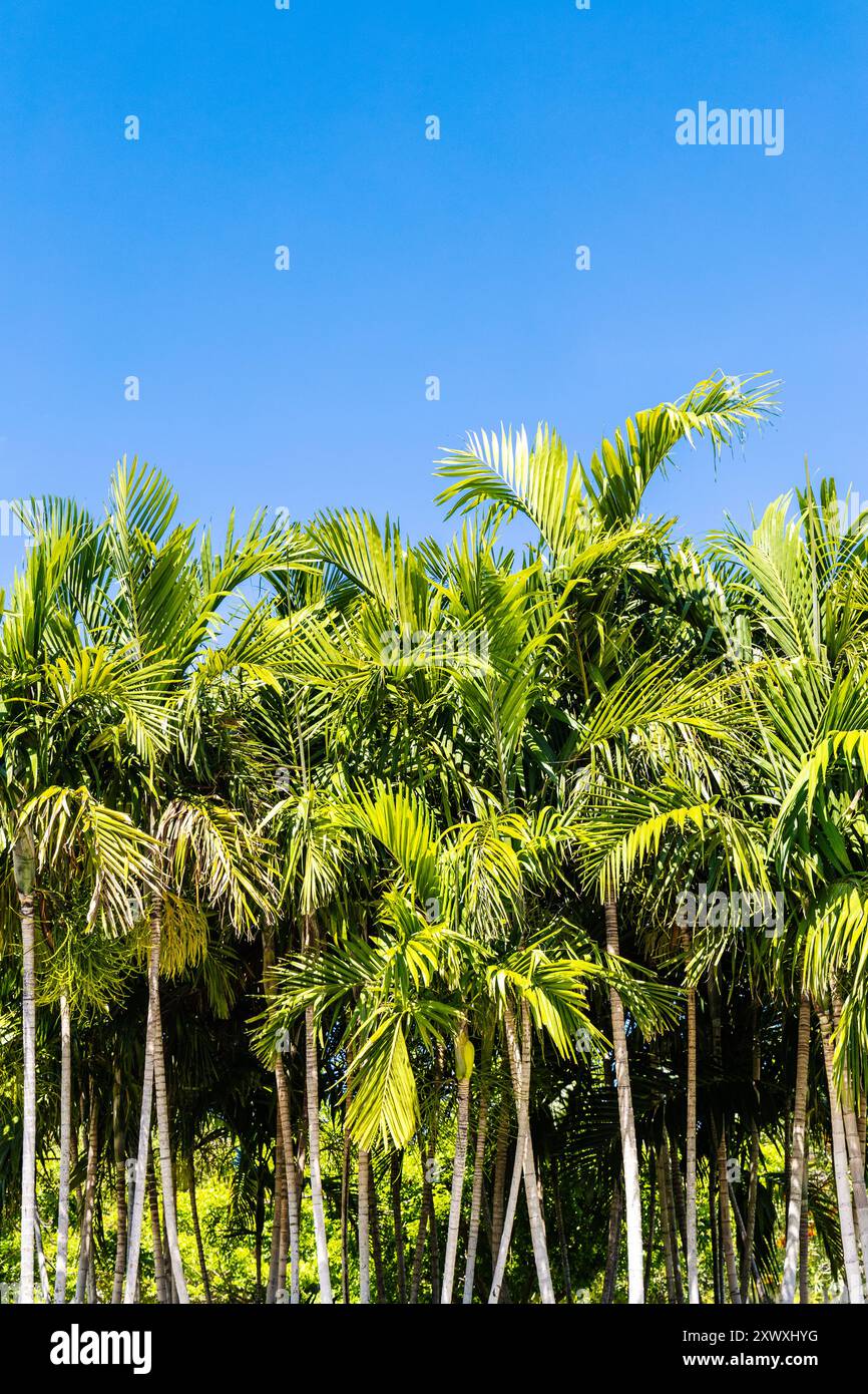 Cluster of palm trees at Pride Park, Miami Beach, Florida, USA Stock ...