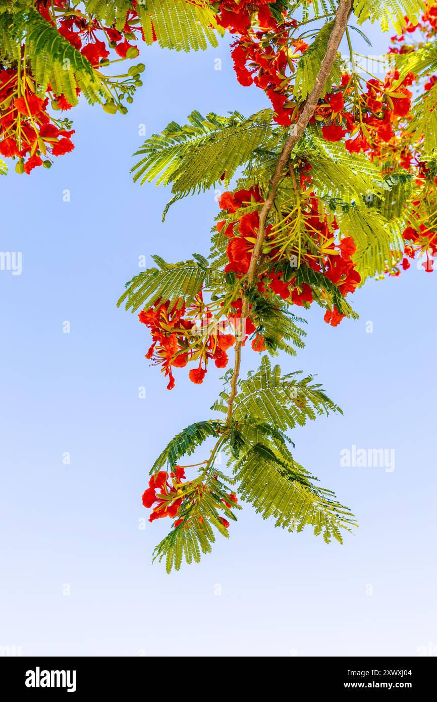 Blooming red flowers of Delonix regia (Flamboyant tree) Pride Park ...