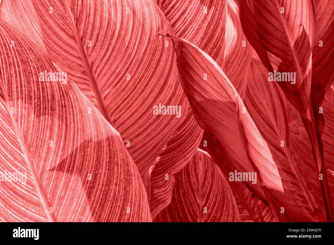 Close-up of red tinted plant leaves with detailed venation, suitable ...