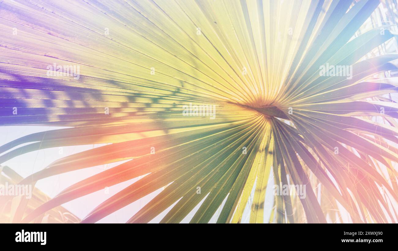 Palm leaf with a colorful gradient overlay, creating an artistic effect ...