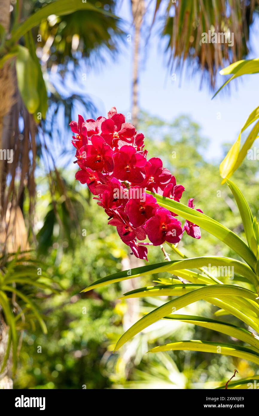 Flowering red vanda orchid at Miami Beach Botanical Garden, Miami ...
