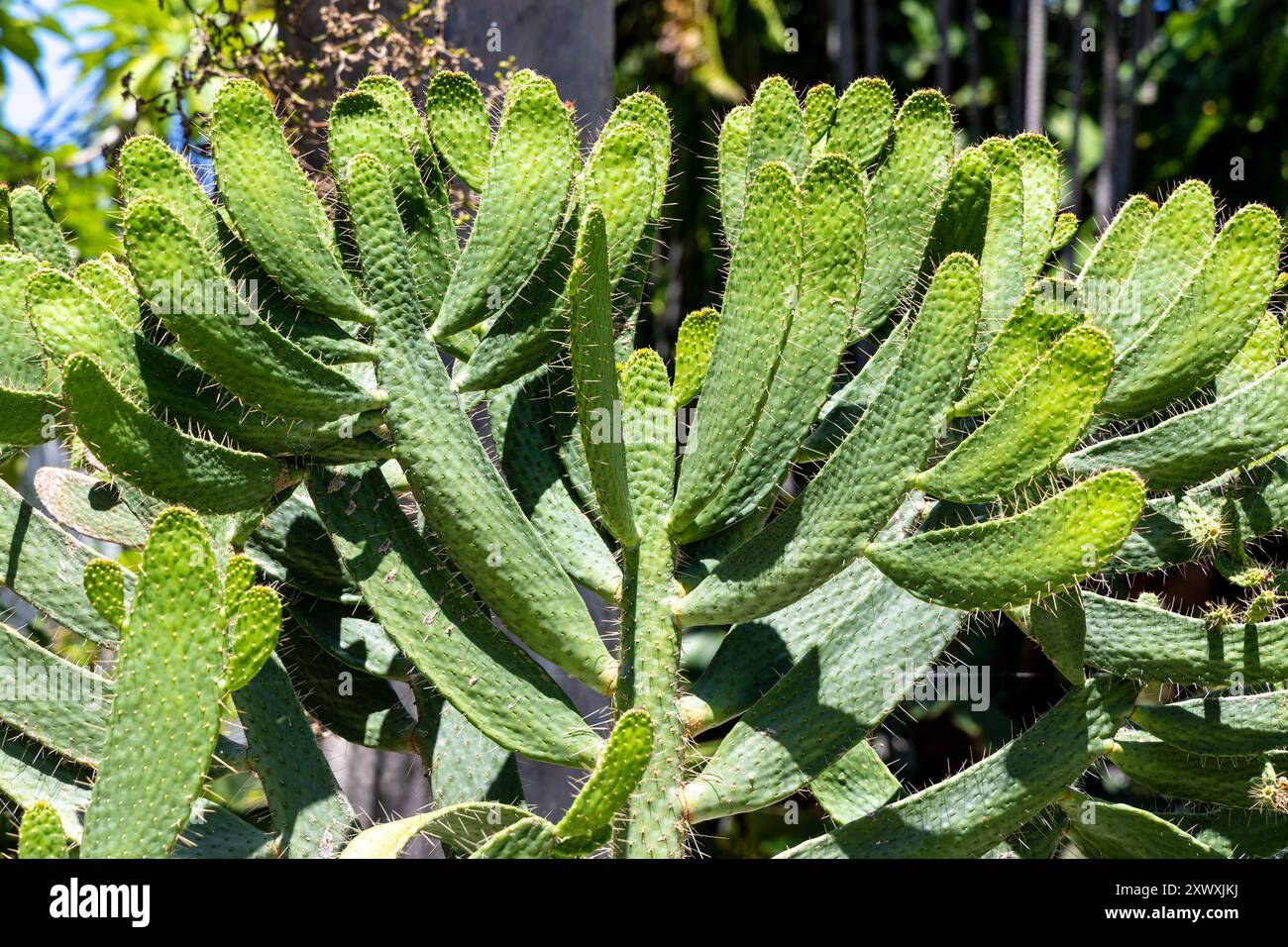 Cactus at the Miami Beach Botanical Garden, Miami, Florida, USA Stock ...