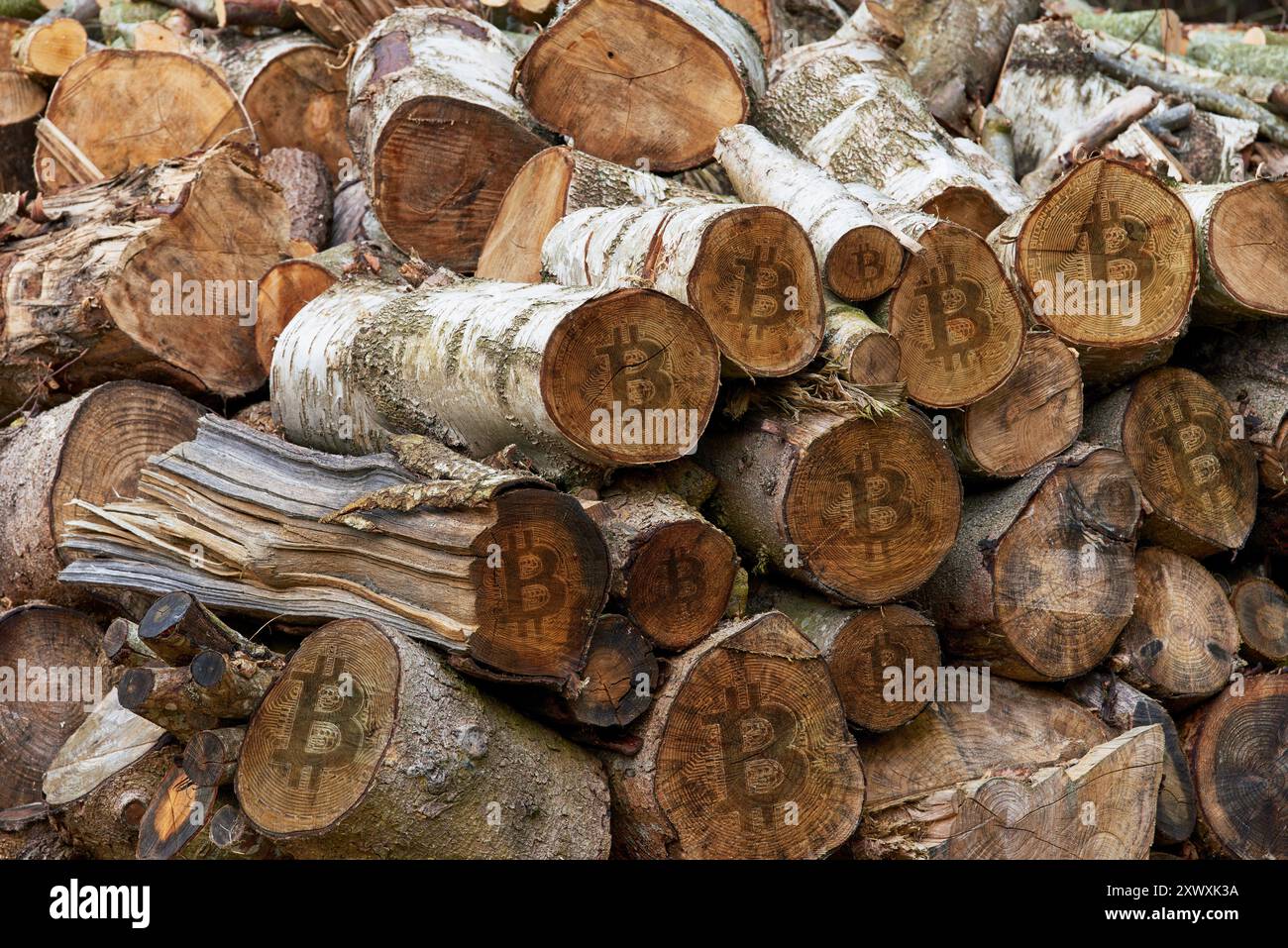 Wood, logs and pile of lumber in forest with overlay for crypto with ...