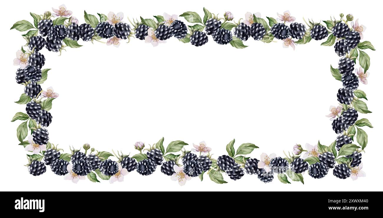 Blackberry with flowers and leaves. Horizontal frame with summer berry ...