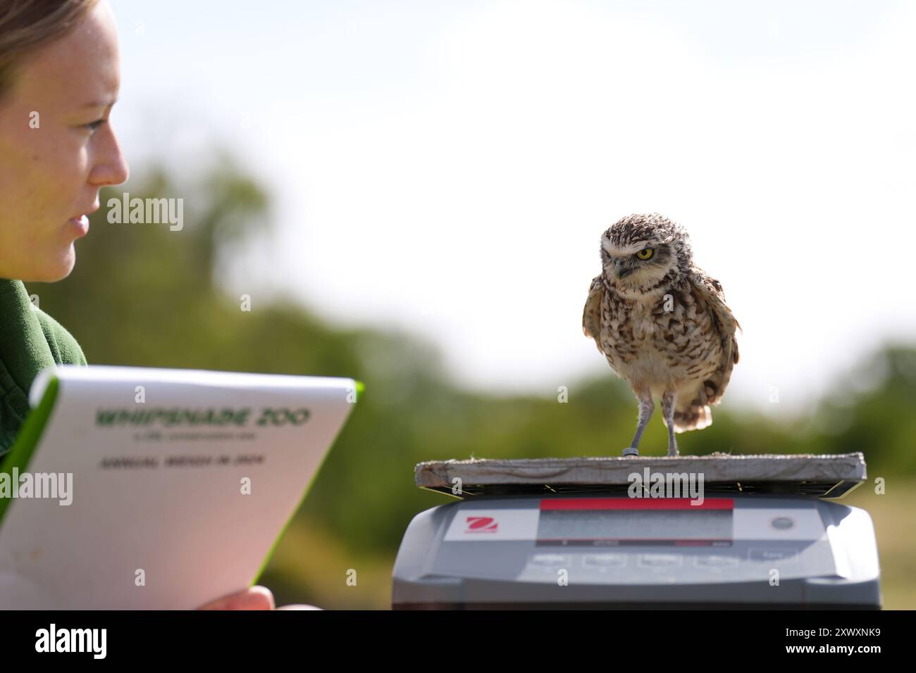 Burrowing owl named Ettie is weighed by keeper Anna Brink at the annual ...