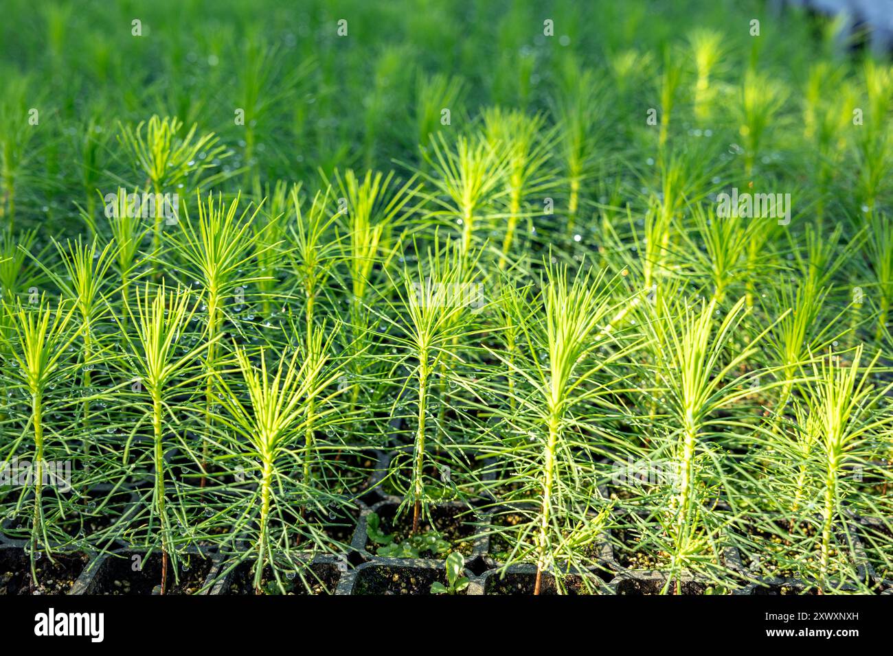 Young pine tree seedling. Growing young Christmas trees for ...