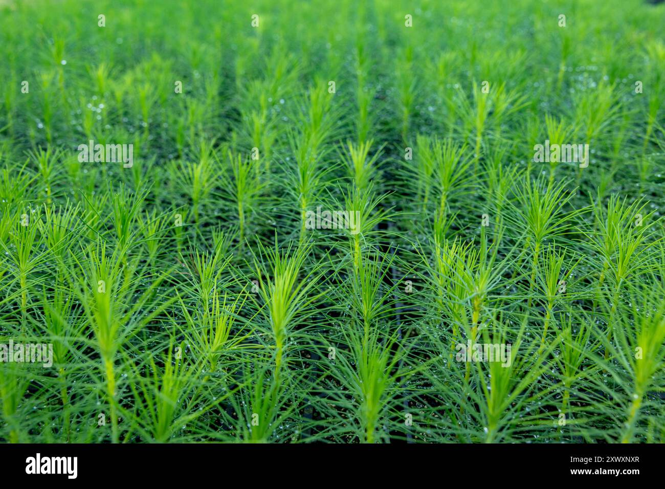 Young pine tree seedling. Growing young Christmas trees for ...