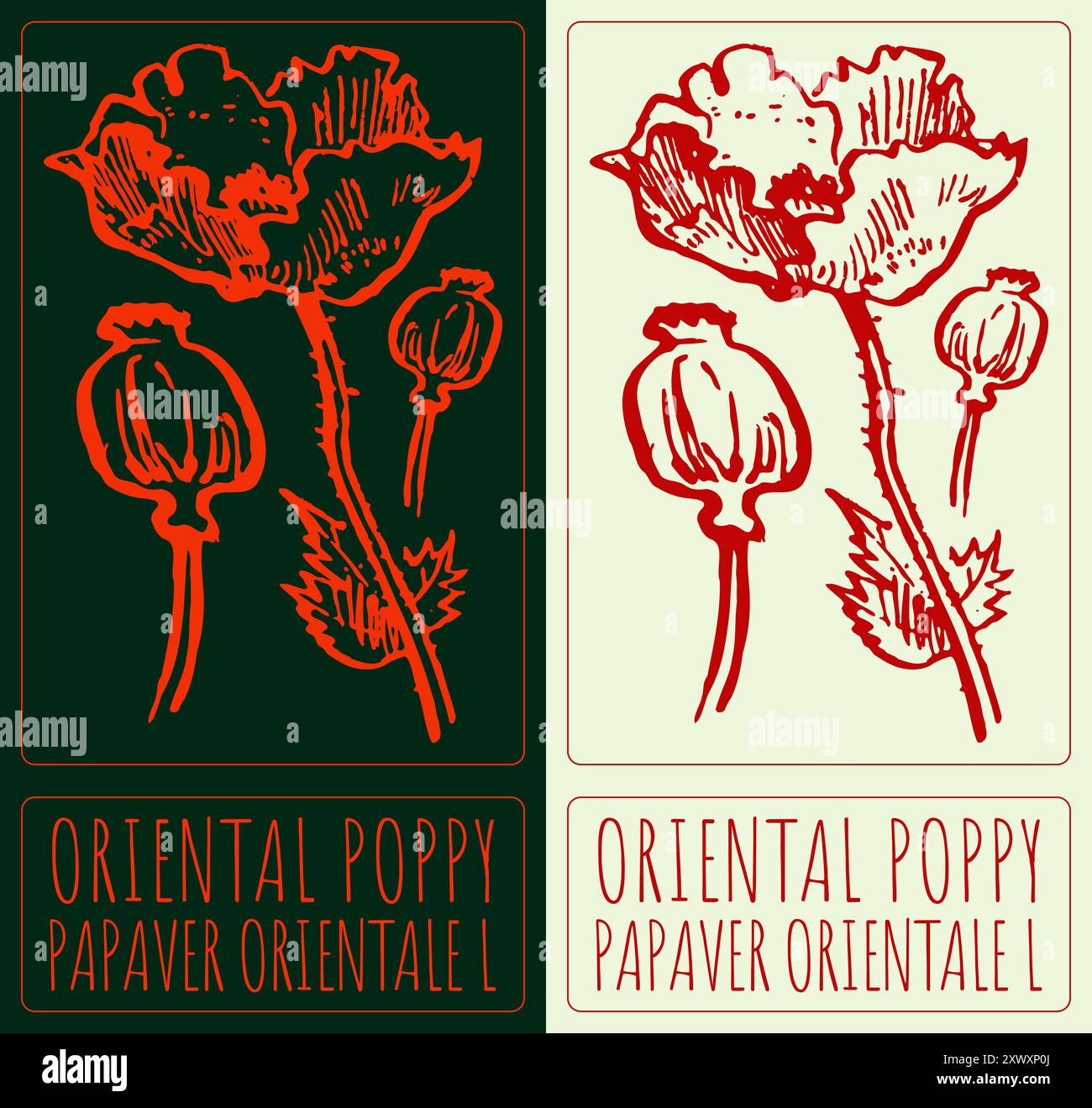 Vector drawing ORIENTAL POPPY. Hand drawn illustration. Latin name is ...