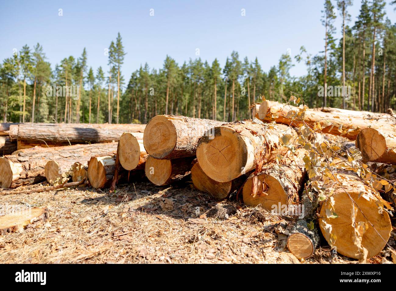 professional logging. sawn logs lie on the ground Stock Photo - Alamy