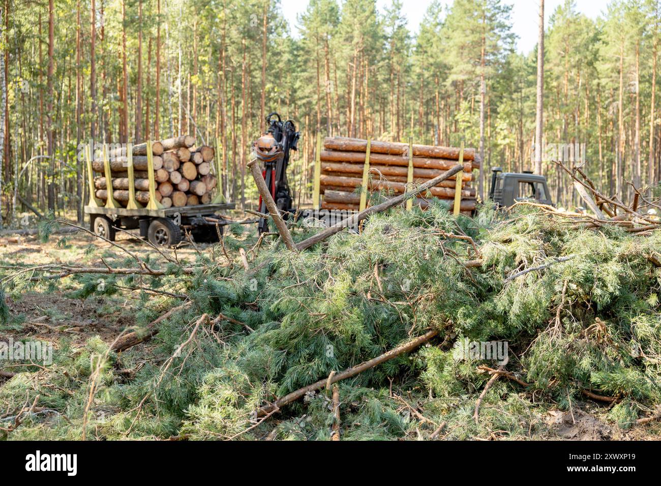 Forest machine loading logs for transportation. professional logging ...