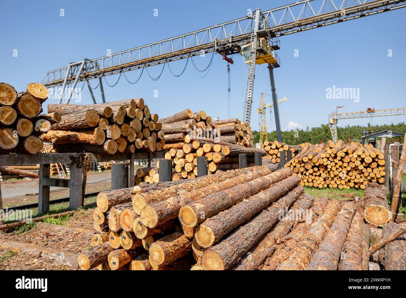 professional logging. Wood processing plant. Storage and transportation ...