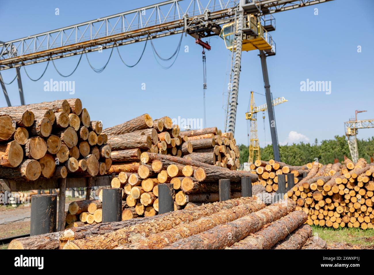 professional logging. Wood processing plant. Storage and transportation ...