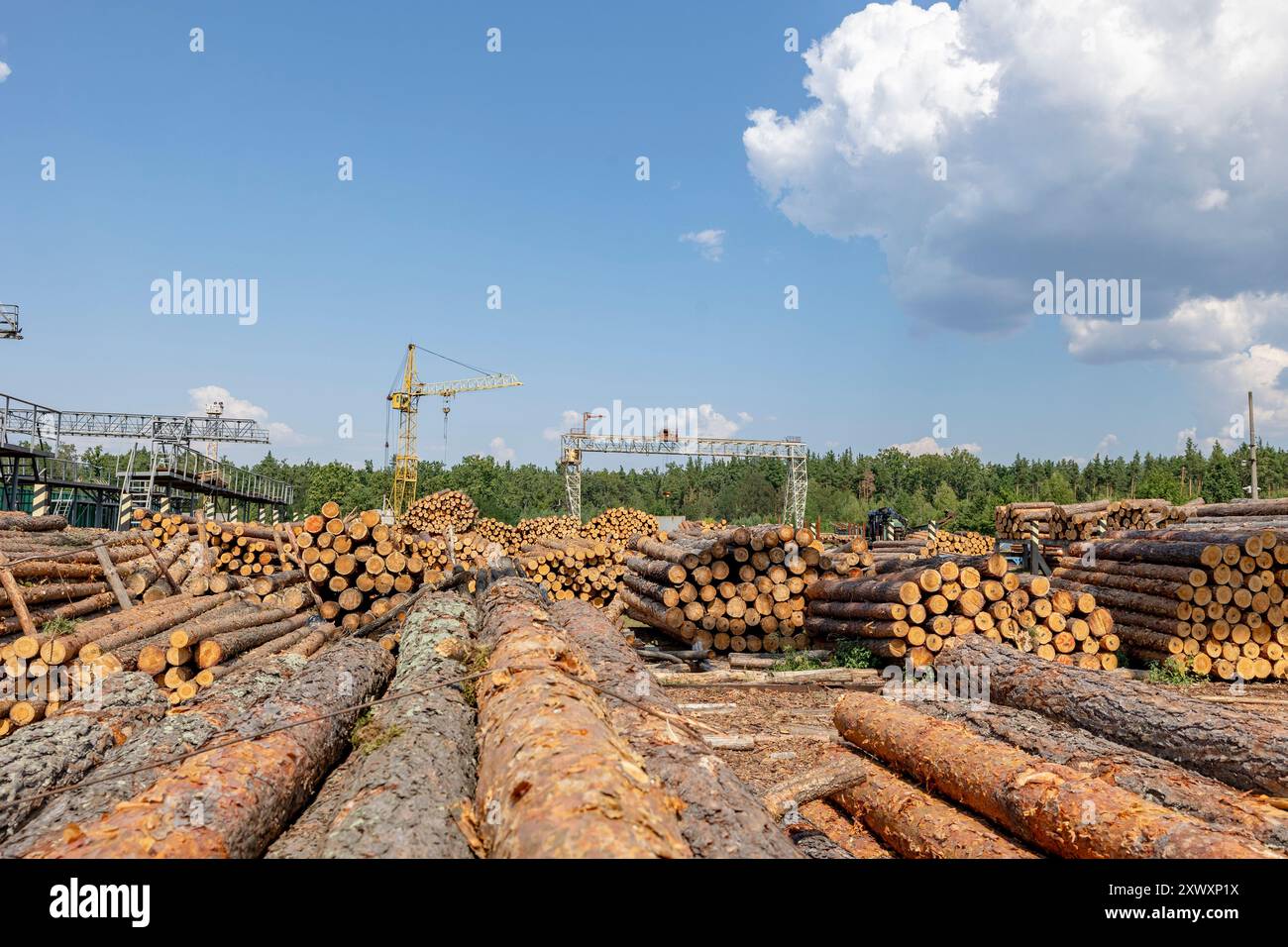professional logging. Wood processing plant. Storage and transportation ...